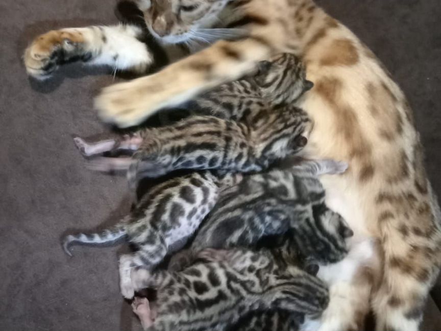 Бенгальские котята