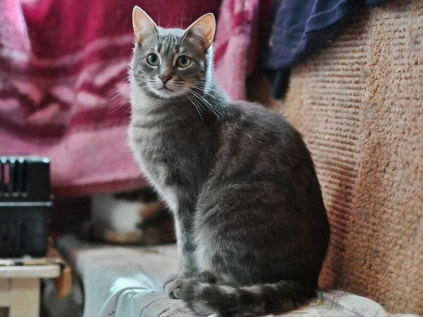 Сергей Сергеевич к домашнему счастью готов