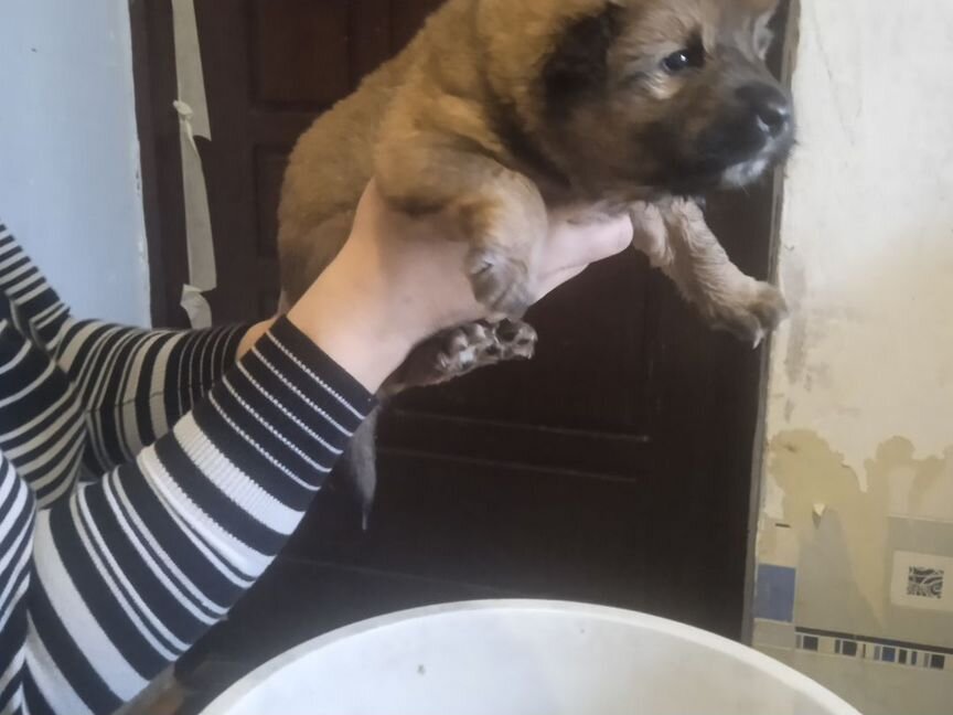 Щенки