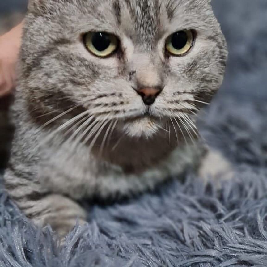 Кот Вискас