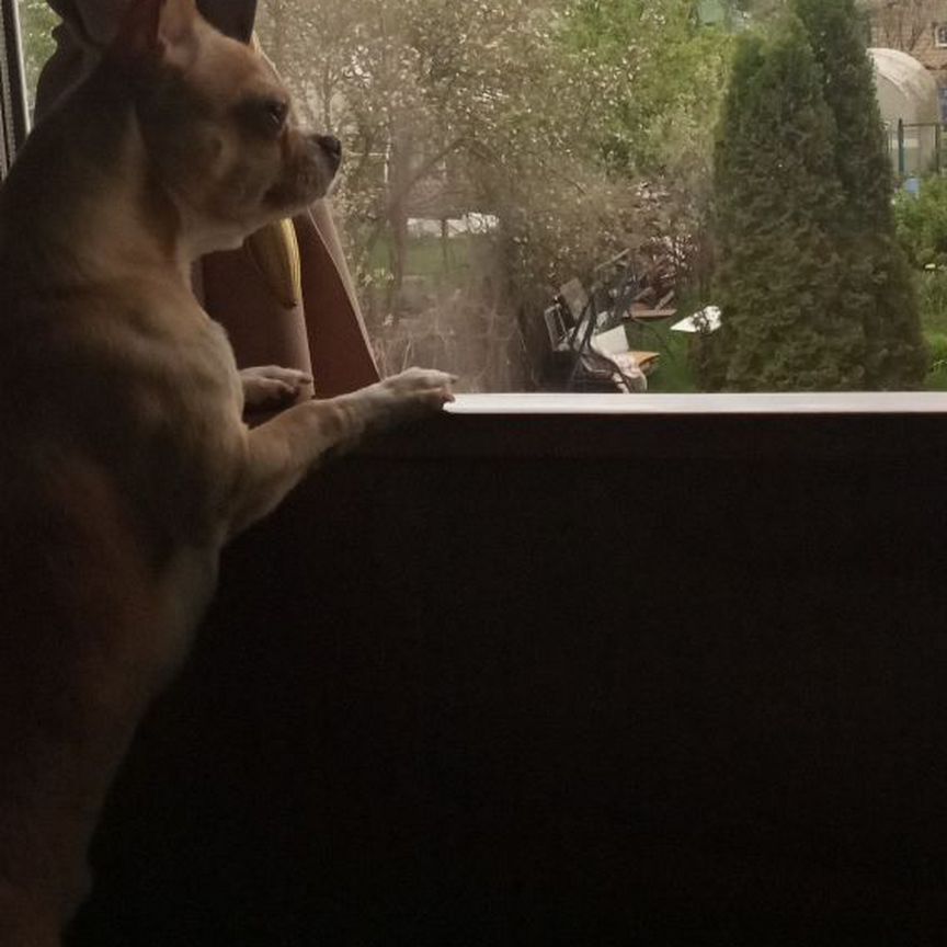 Чихуахуа кобель на вязку