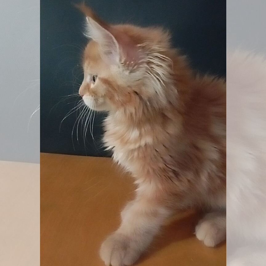 Мейн-кун котёнок