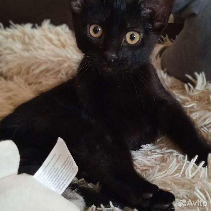 Котенок метис 3 мес