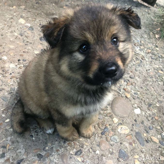 Щенок помесь с кавказской овчаркой в добрые руки