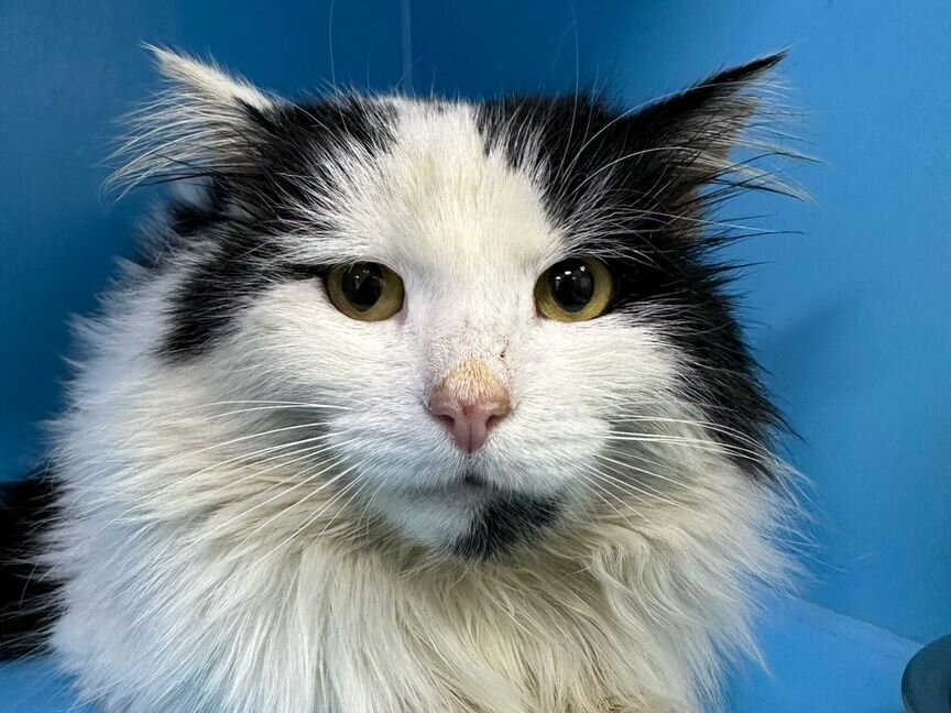 Кот Фидель. Ему грозит улица
