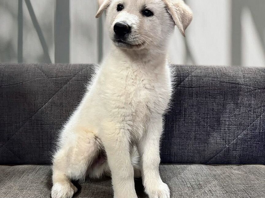 Мальчик Зефир