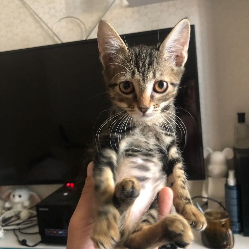 Отдам котят в добрые руки