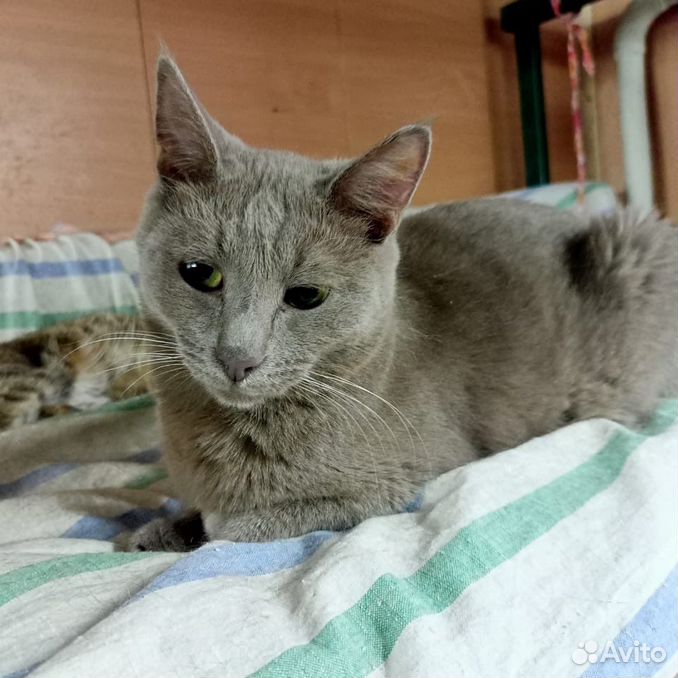 Котик метис лилового окраса