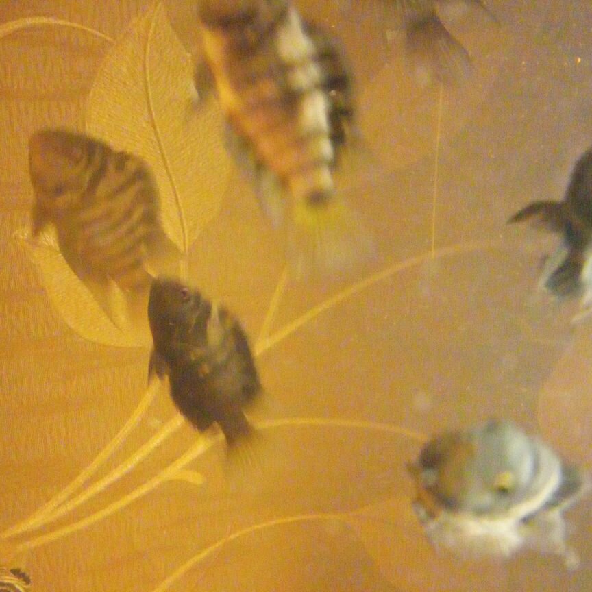 Циклида полосатая