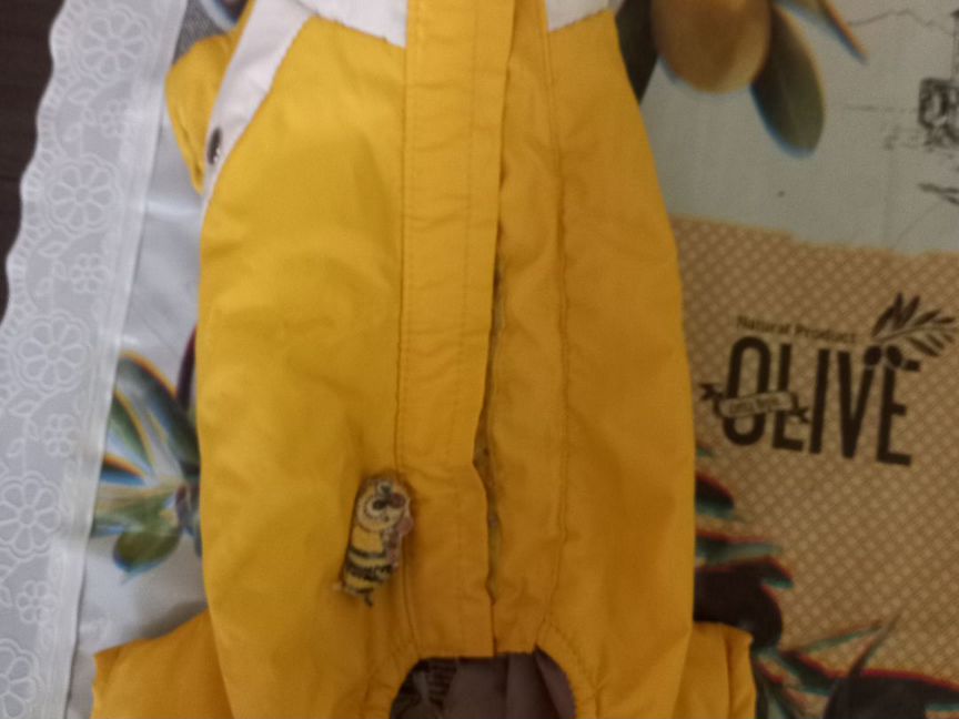 Одежда для маленьких собак xs