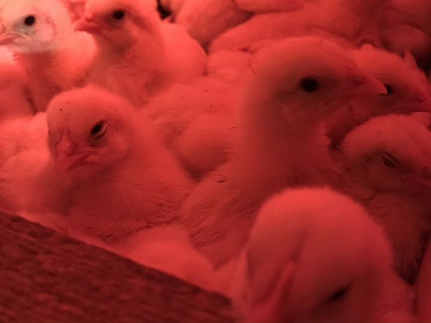 Птинцы бройлер копп700