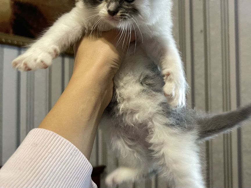 Котята сибирской кошки