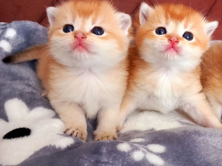 Котята золотая шиншилла