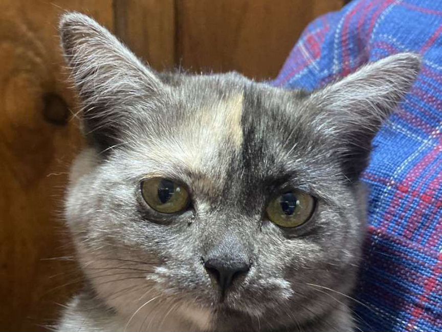 Котенок брошен в подвале