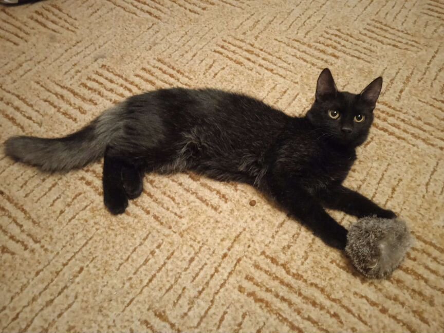 Котенок Бусинка, невероятно красивая