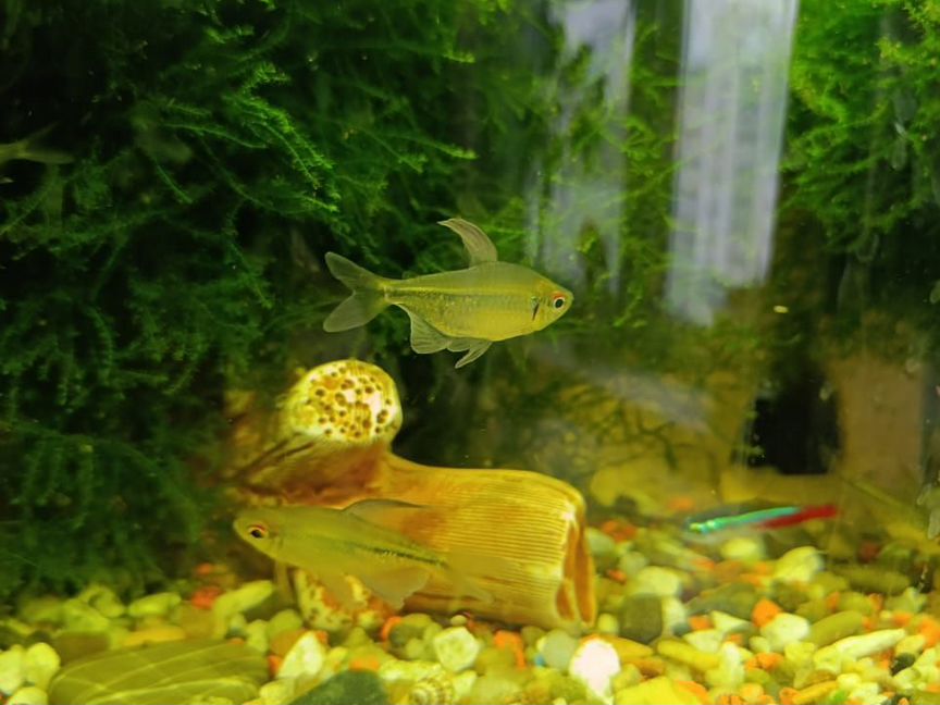 Рыба Тетра бриллиантовая