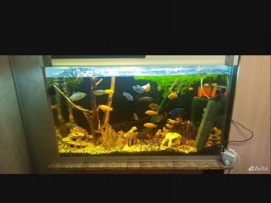 Покупайте рыб