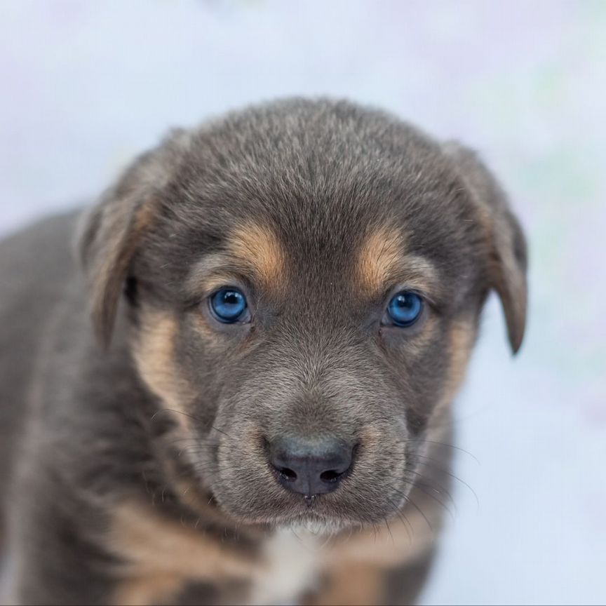 Щенок породы друг