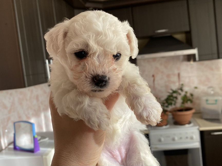 Бишон фризе