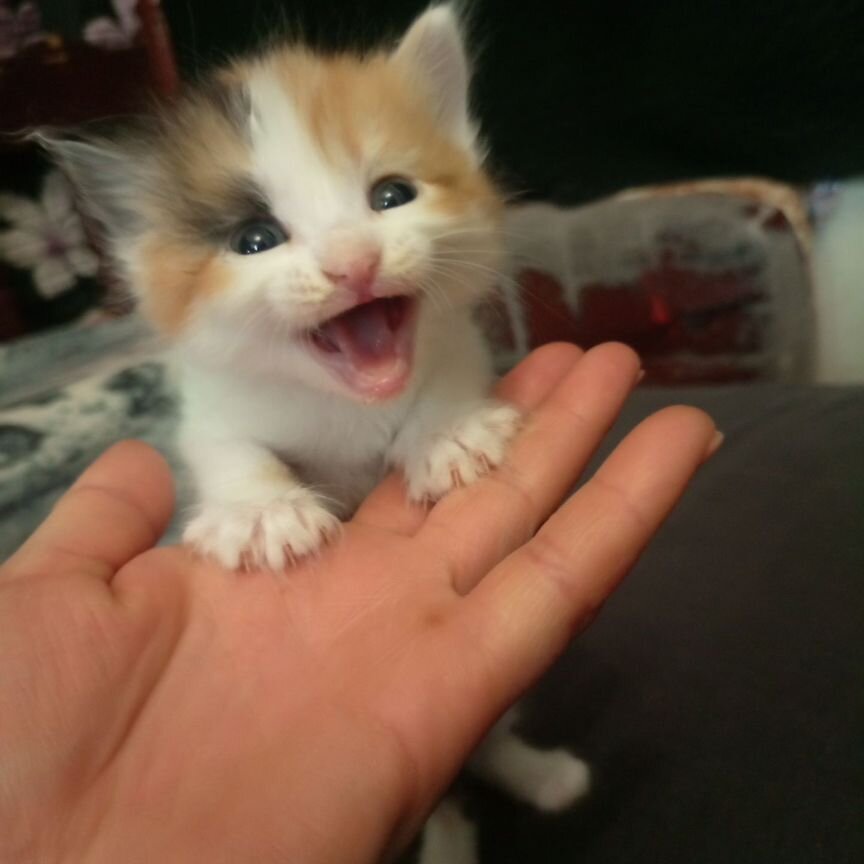 Сибирские котятки