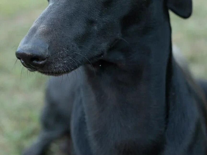 Молодой кобель для вязки. Крупная левретка