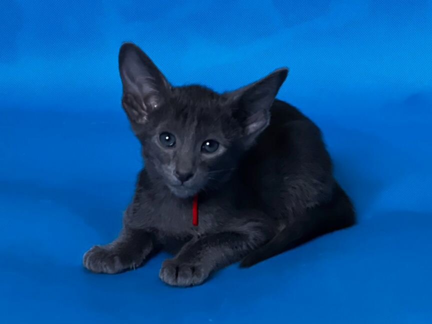 Ориентальная