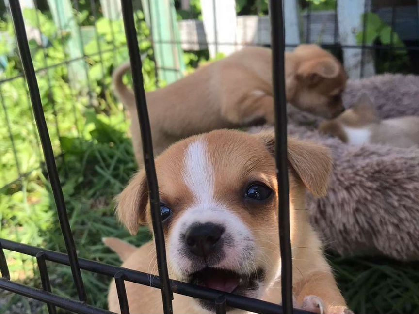 Щенки чихуахуа