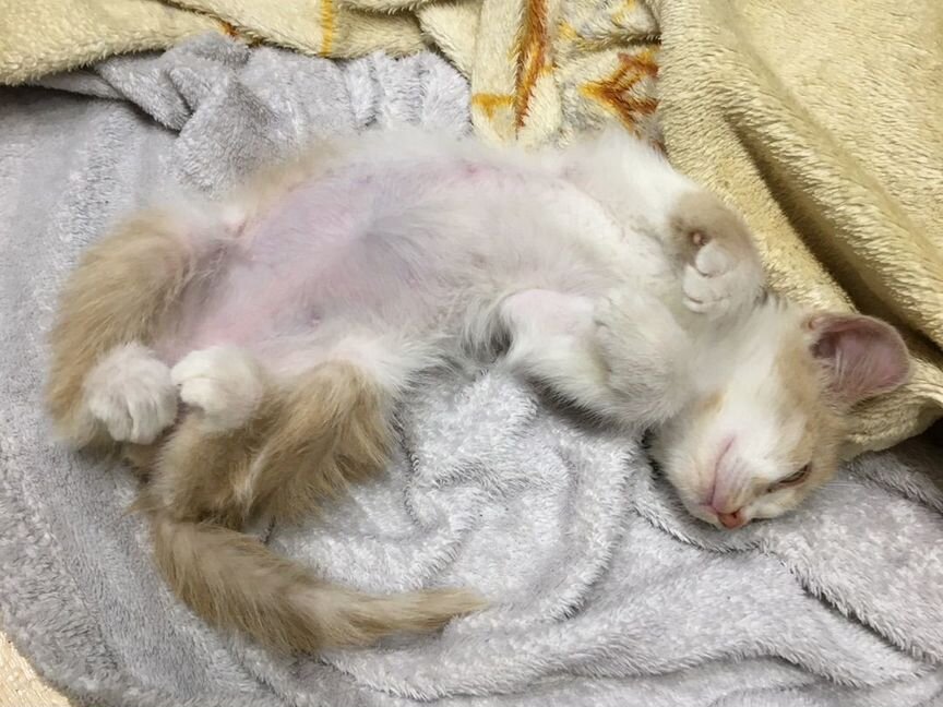 Кошки в добрые руки