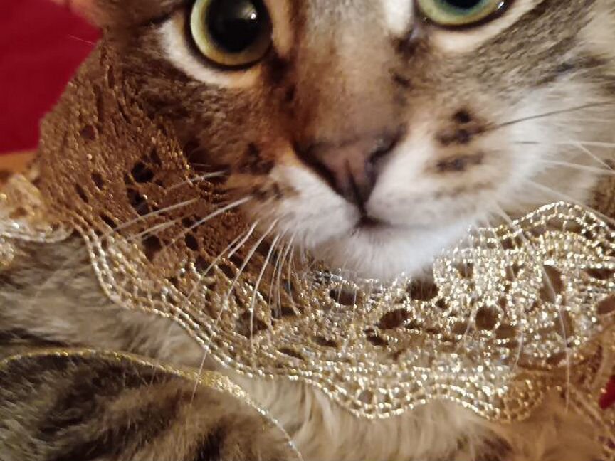 Кошка
