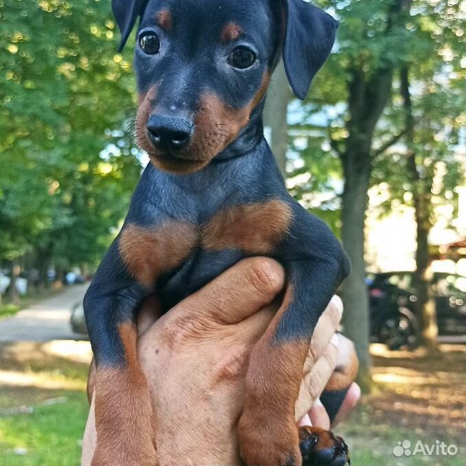 Настоящие щенки цвергпинчера