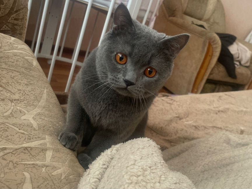 Британская