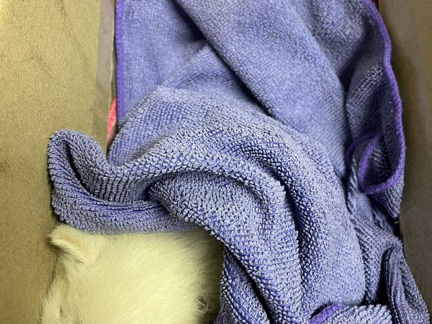 Котенок в добрые руки