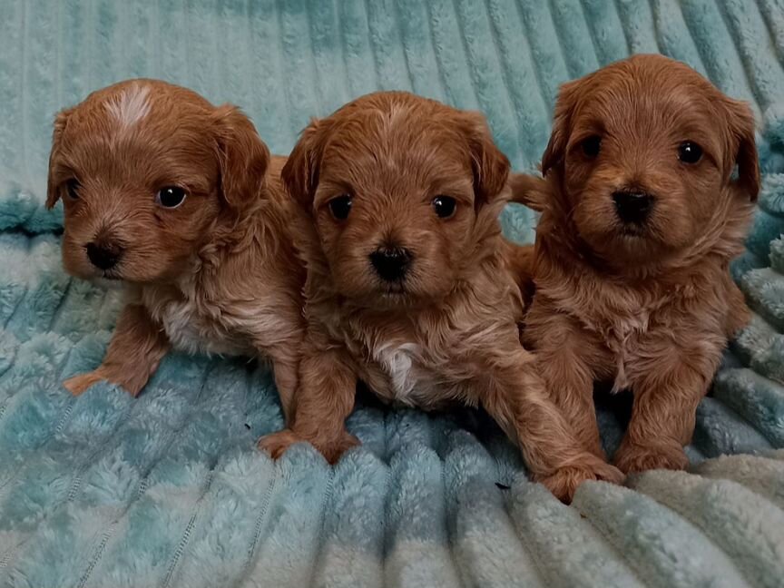 Шикарные мини мальтипу F1