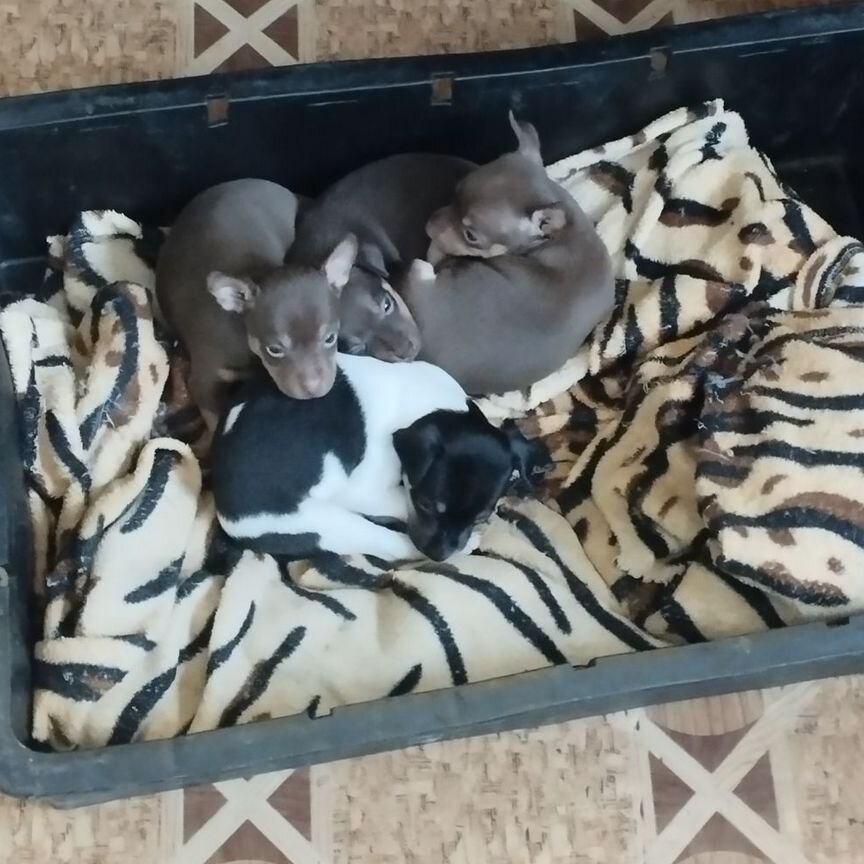 Русский той-терьер, щенок