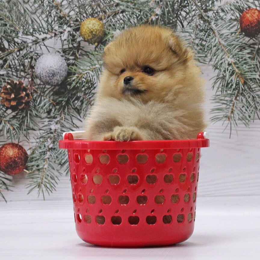 Померанские шпицы