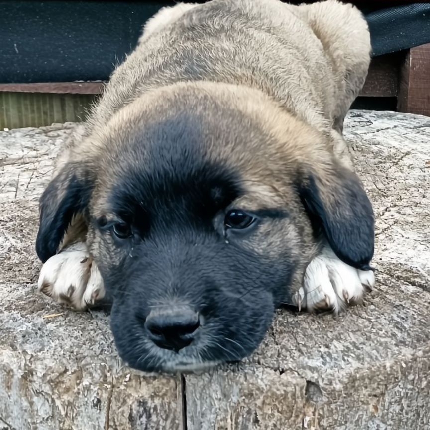 Щенок в добрые руки