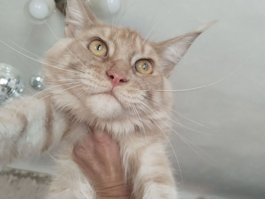 Мейн-кун кошка 1 год