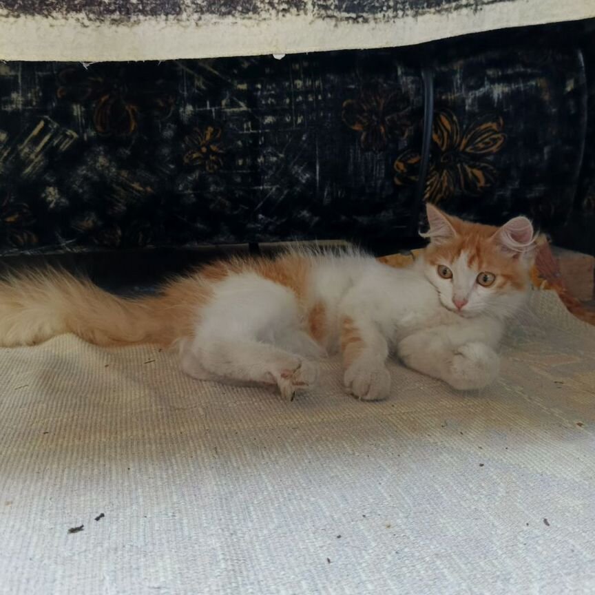Котенок