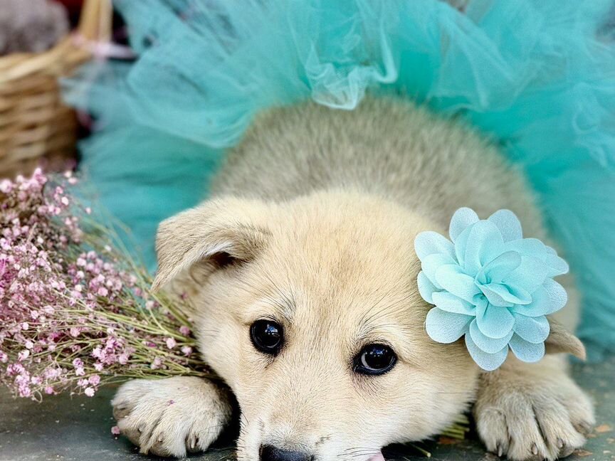 Щенок в добрые руки