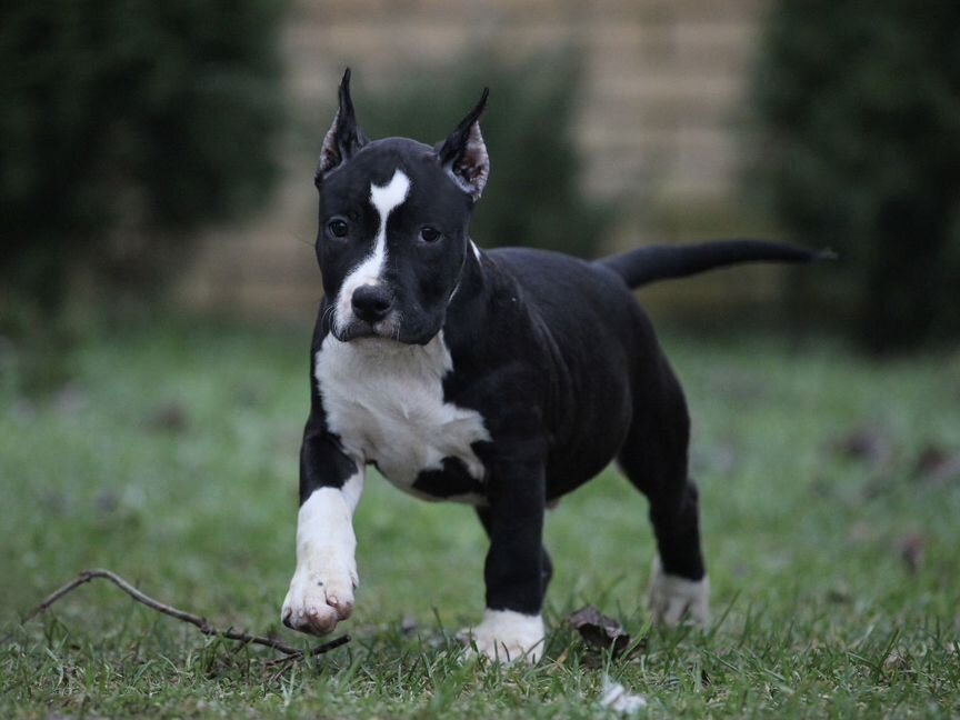 Черно-белый мальчик 2.5 мес. тяжелого типа