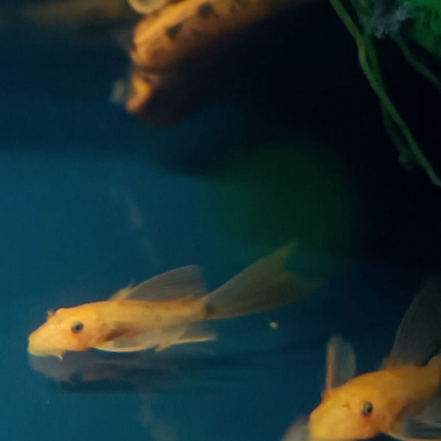 Анциструс вуалевый суперред