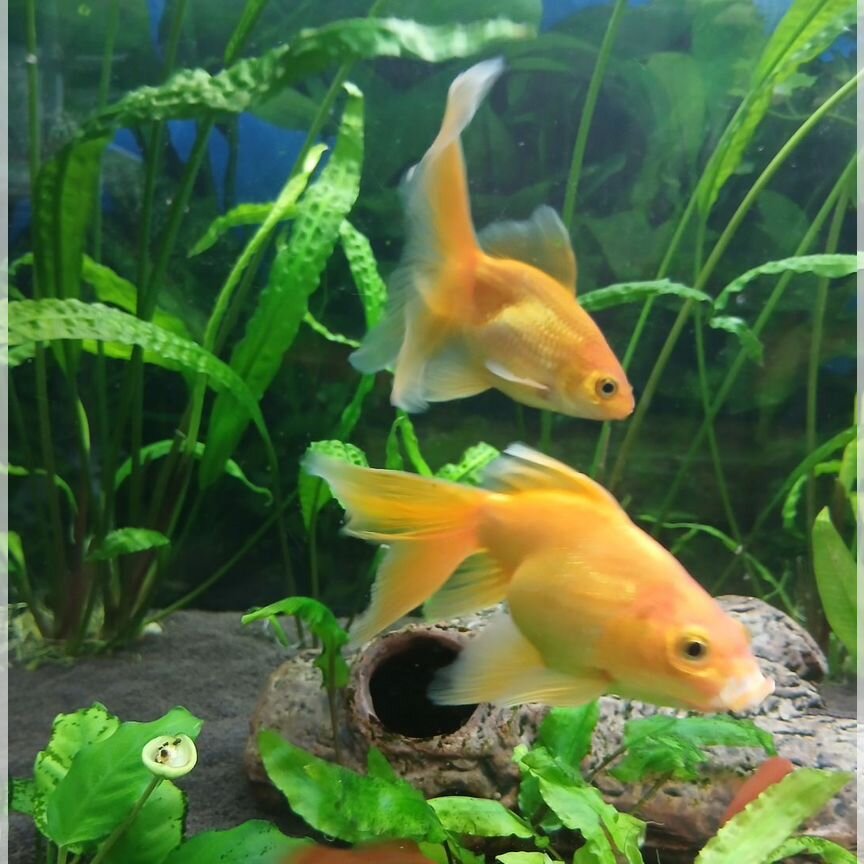 Золотые рыбки