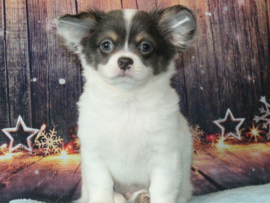 Малыши чихуахуа РКФ