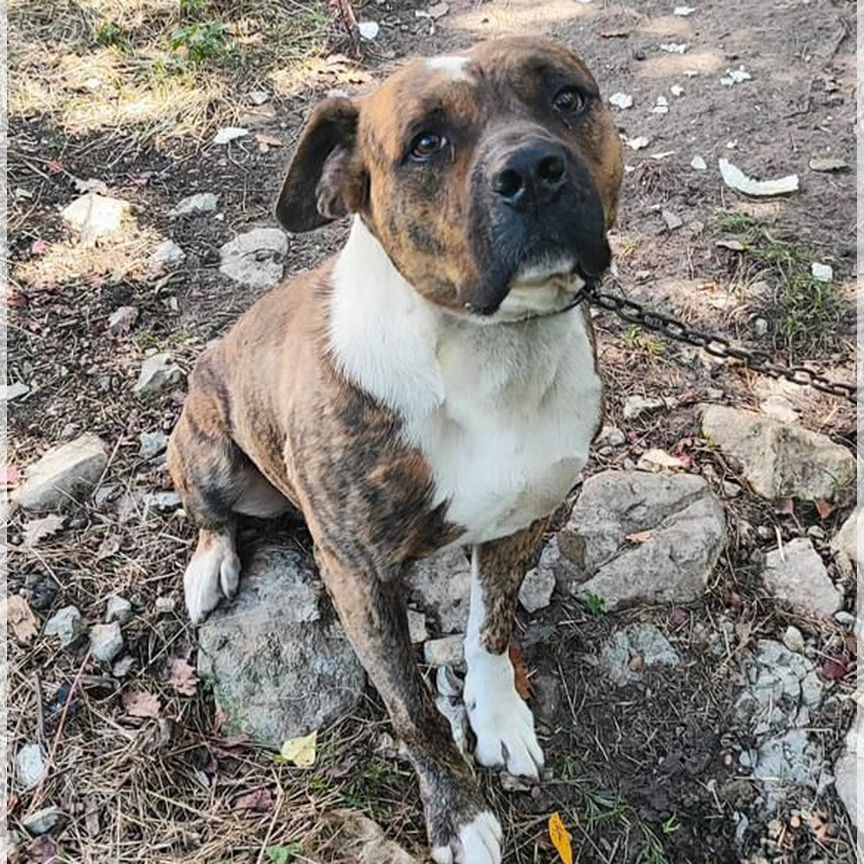 Взрослый пёс в добрые руки