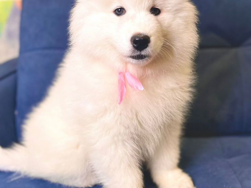 Самоедская лайка