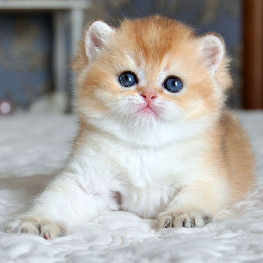 Котенок девочка