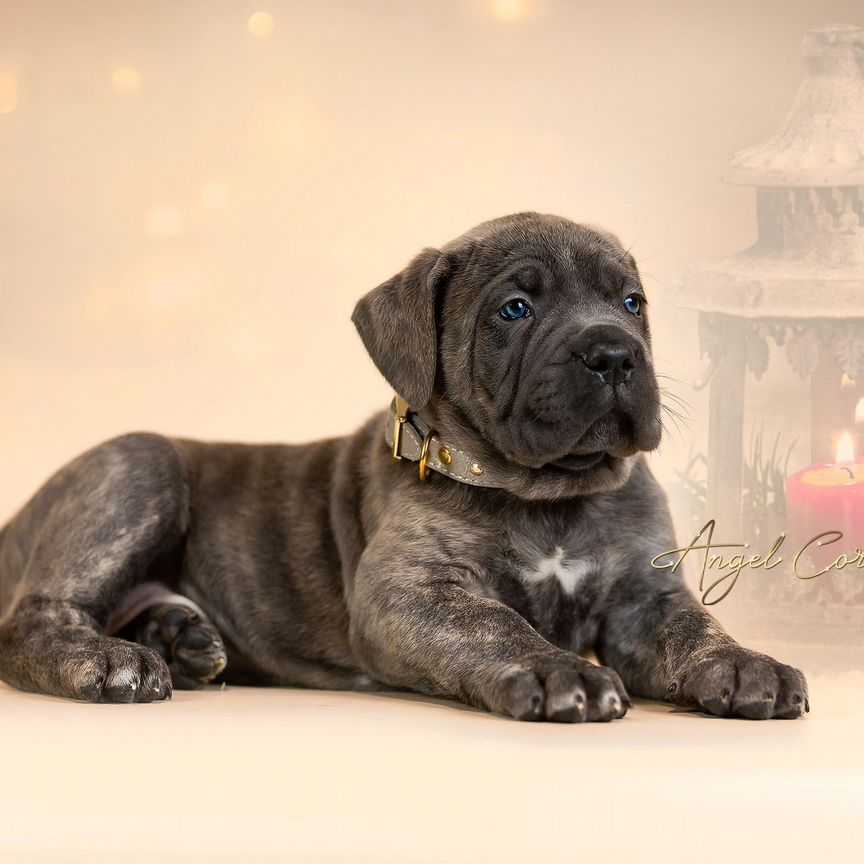 Кане Корсо - яркая девочка Византия