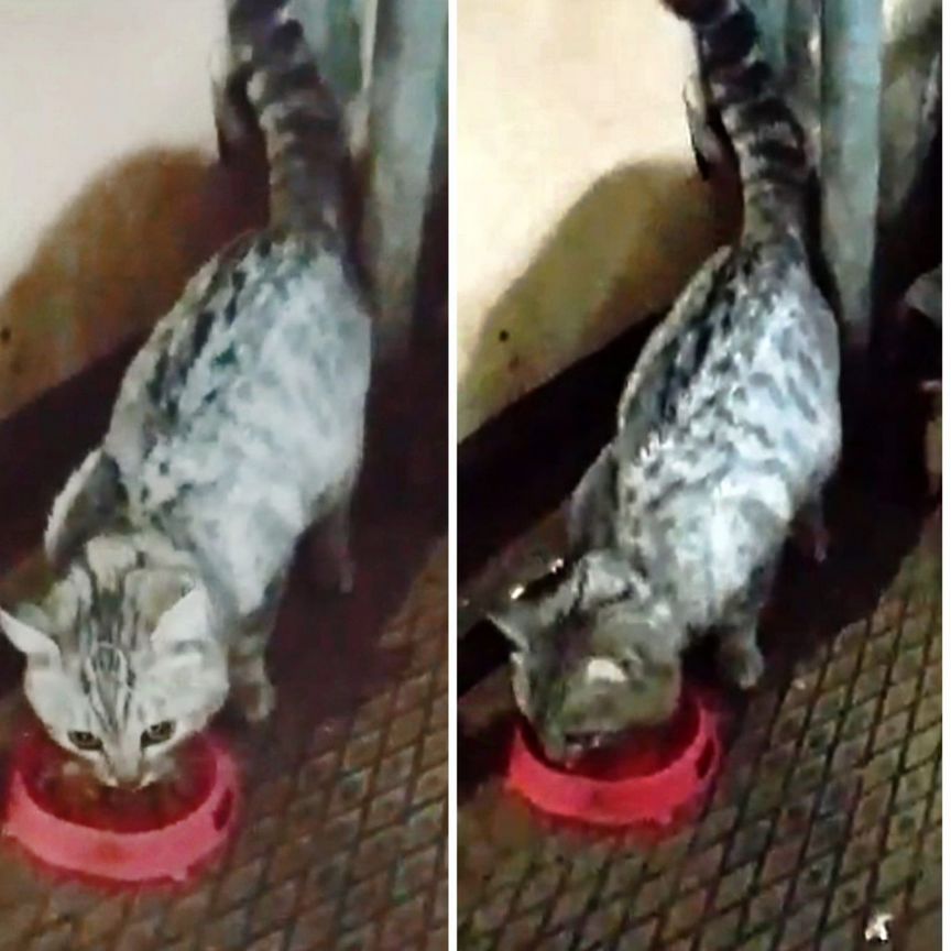 Ласковый кот может оказаться на морозе. Нужен дом