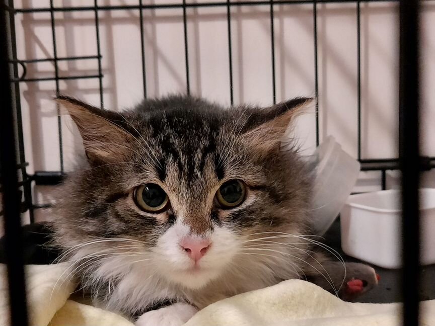 Красивый котенок обречен жить в клетке