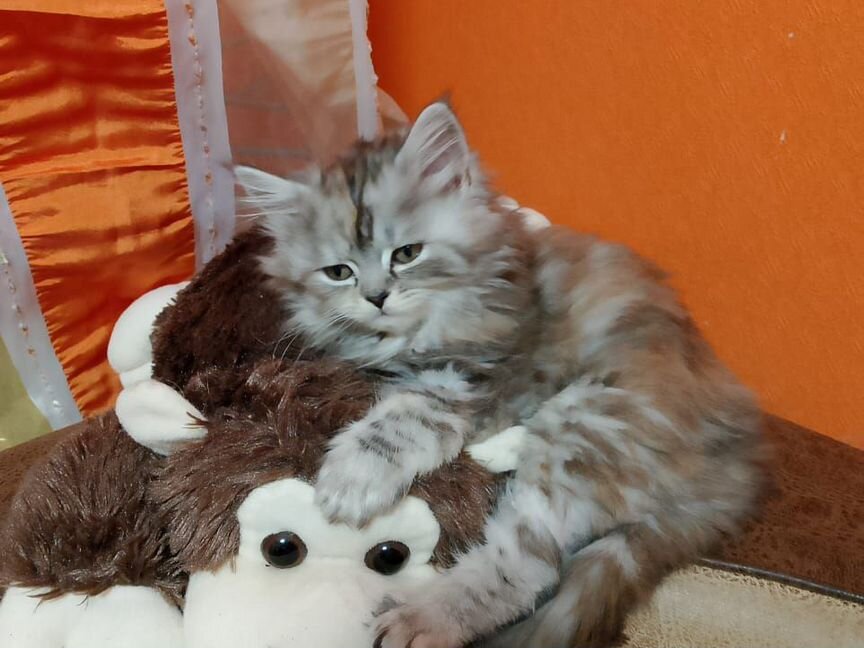 Продается кошечка мейн-кун